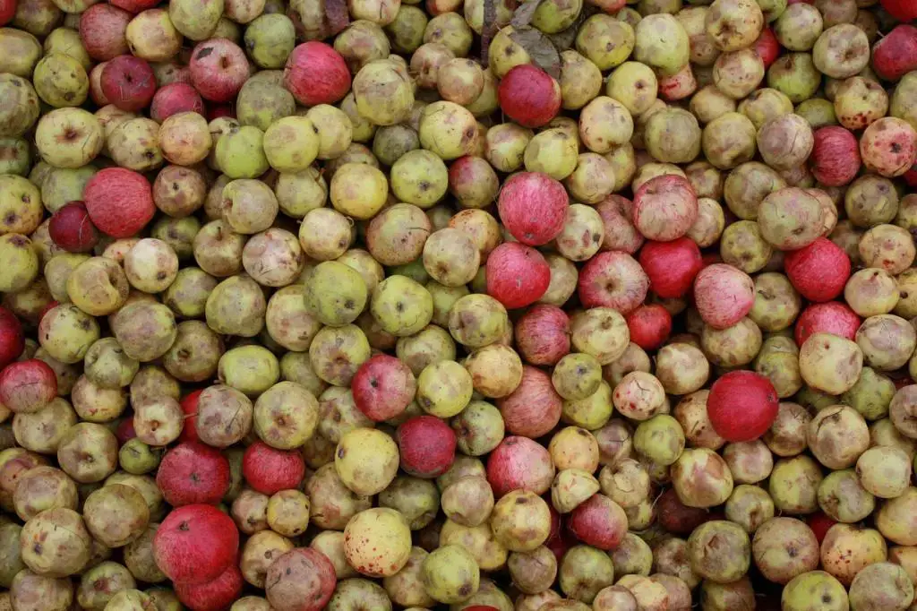 How To Make Guava Cider? [2025]